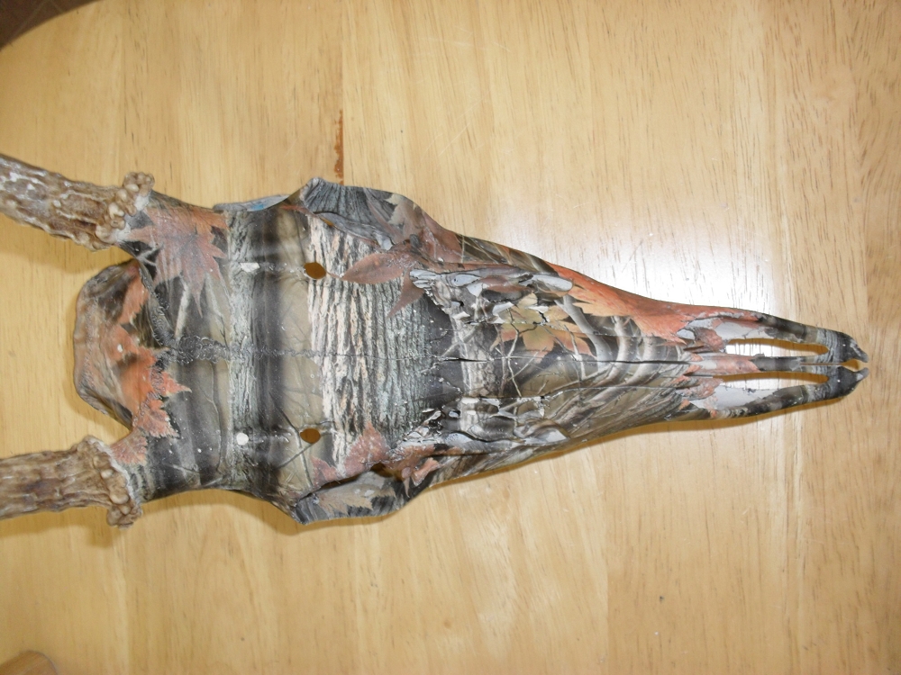 Wisconsin Taxidermy Skull Cleaning at Al's Taxidermy Studio and ...